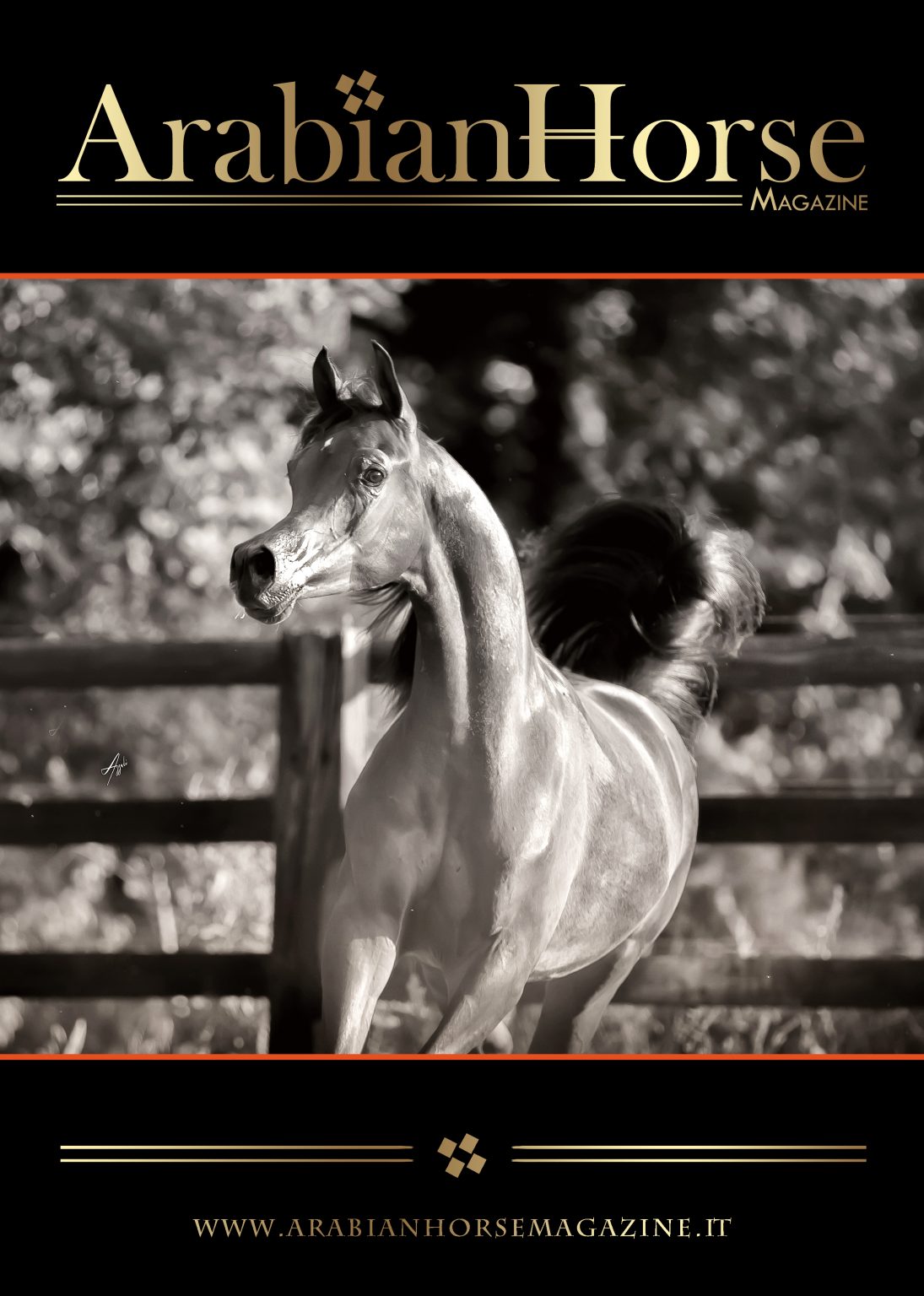 Arabian Horse Magazine