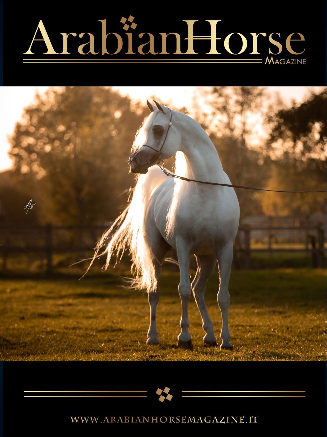 Arabian Horse Magazine